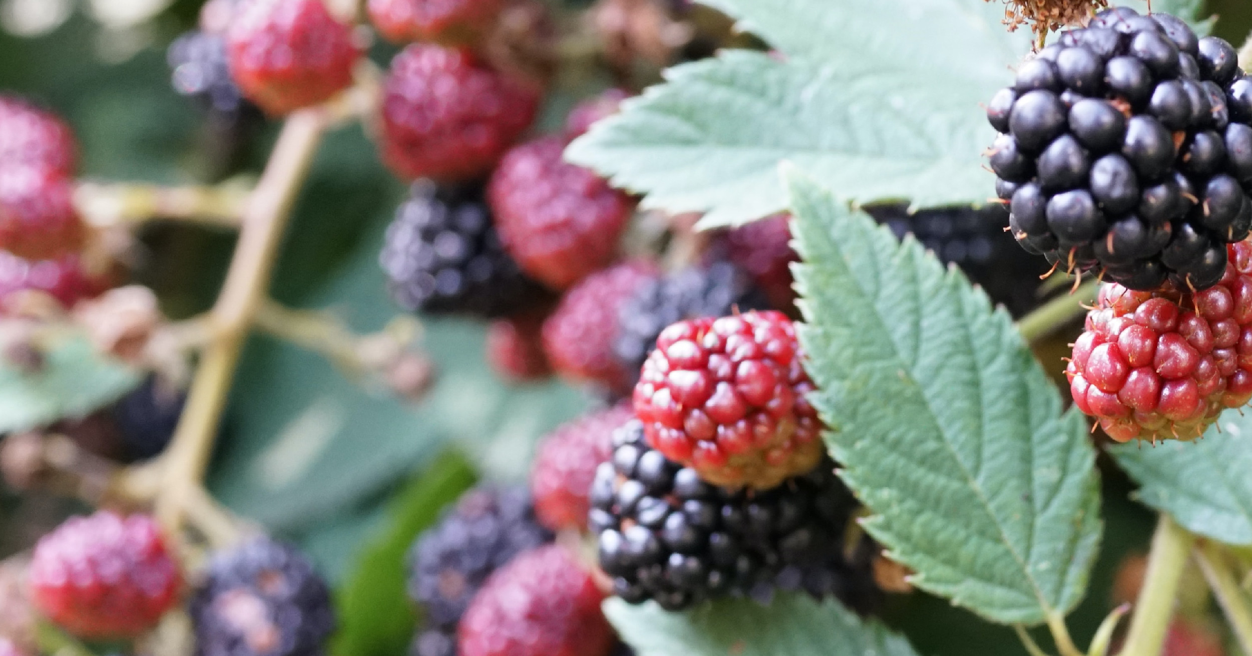 Staten Island Seisiún: A Celebration of Traditional Irish Music ...