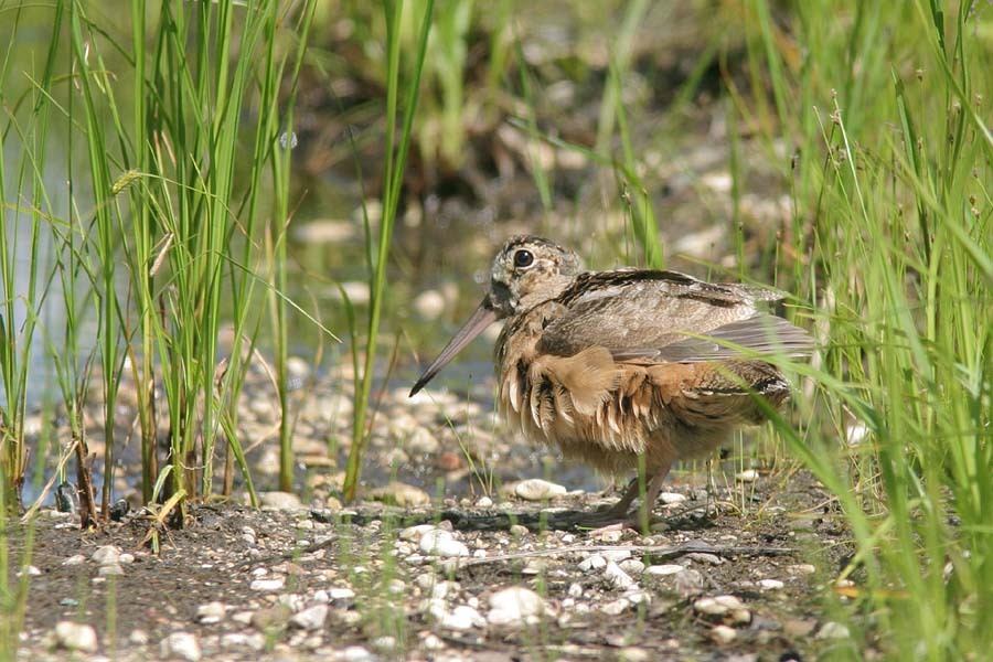 The Dance of the Timberdoodle: Courtship of the American Woodcock