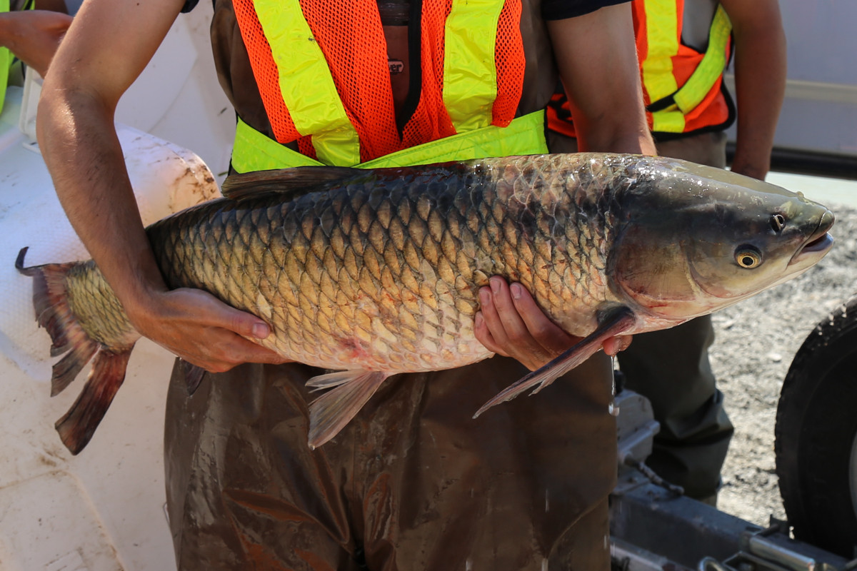 Invasive Fishes of the Great Lakes