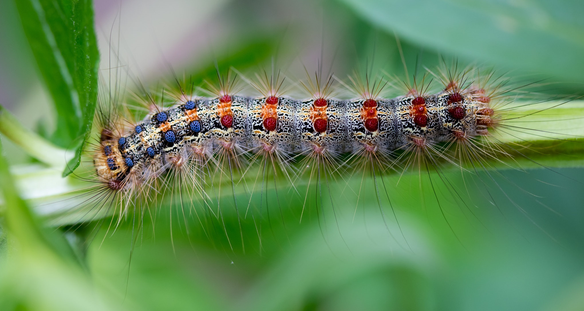 LDD Moth Ecology and Management Options